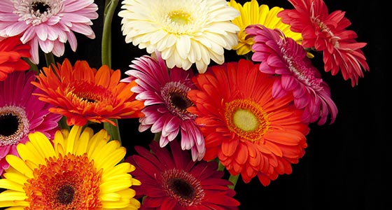 Large Bouquet of Gerberas